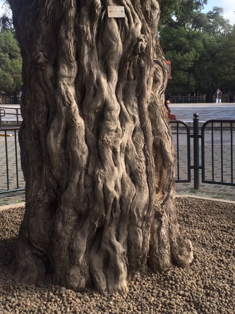Nine Dragon Cypress - Chilel Wellness